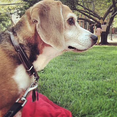 Sparta, NJ - Beagle. Meet Donald Courtesy Listing a Pet for Adoption ...