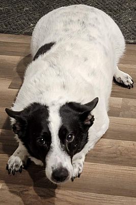 Denver, CO - Corgi/Cattle Dog. Meet Kona a Pet for Adoption - AdoptaPet.com
