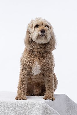 Royal Oak, MI - Cockapoo. Meet Leo a Pet for Adoption - AdoptaPet.com