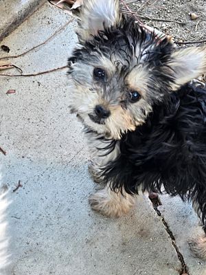 Palmdale, CA - Yorkie Poo/Yorkie, Yorkshire Terrier. Meet Zoey a Pet ...