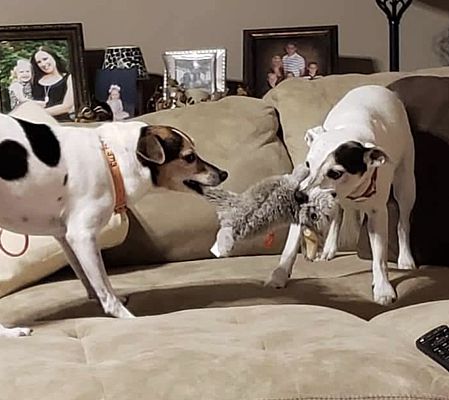 Tulsa, OK - Jack Russell Terrier. Meet Zoe & Chopper in Tulsa a Pet for ...