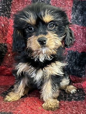 Hainesville, IL - Yorkie Poo. Meet Zanzibar a Pet for Adoption ...