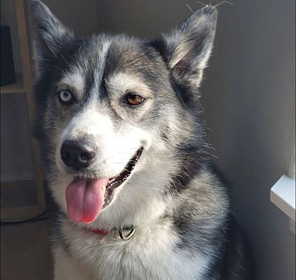 Anchorage, AK - Husky. Meet Belle a Pet for Adoption - AdoptaPet.com