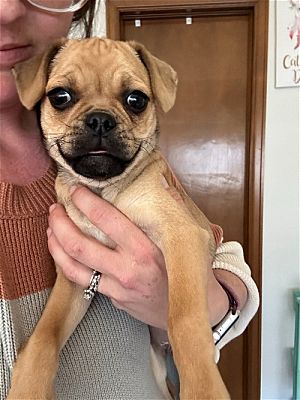 Westminster, CO - Pug. Meet Dolly Day avail after 6/1 a Pet for ...