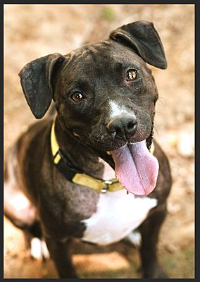 Chichester, NH - Mixed Breed (Medium)/Mixed Breed (Medium). Meet Gia ...