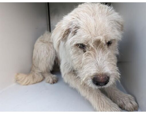 Houston, TX - Sheltie, Shetland Sheepdog. Meet CHARLIE a Pet for ...