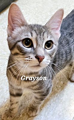 San Antonio, TX - Domestic Mediumhair. Meet Grayson a Pet for Adoption - AdoptaPet.com