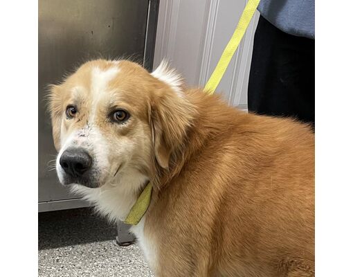 Folsom, LA - Great Pyrenees/Border Collie. Meet Duncan a Pet for ...