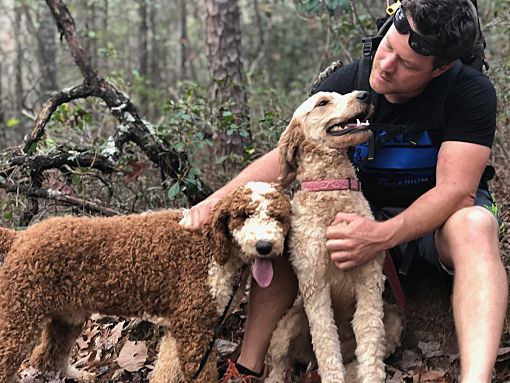 Gay, GA - Poodle (Standard). Meet Oxford a Pet for Adoption - AdoptaPet.com