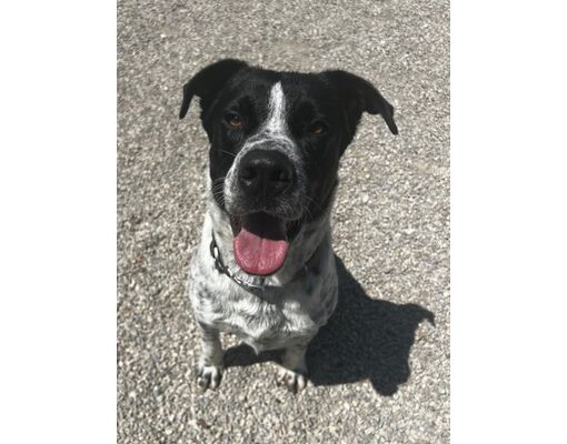 Fort Worth, TX - German Shorthaired Pointer/Mixed Breed (Medium). Meet ...