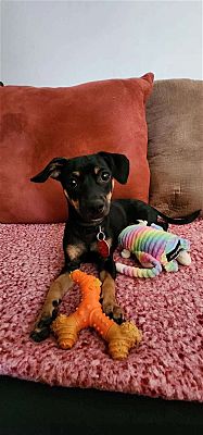 Phoenix, AZ - Miniature Pinscher. Meet Peanut Butter a Pet for Adoption ...