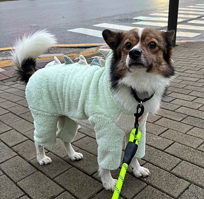 Hoboken, NJ - Welsh Corgi/Spitz (Unknown Type, Small). Meet Ari (SC) a ...