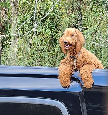 Jacksonville, FL - Goldendoodle. Meet Cappuccino a Pet for Adoption ...