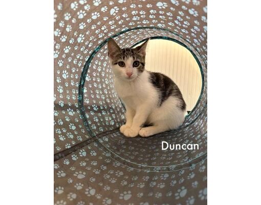 Voorhees, NJ - Domestic Shorthair/Domestic Mediumhair. Meet Duncan ...