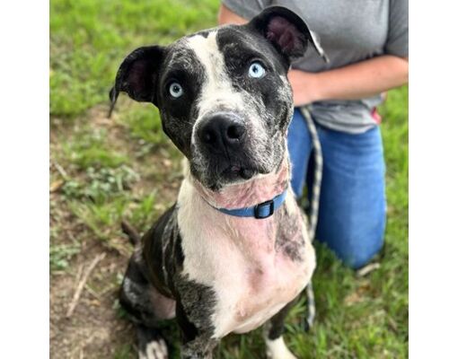 Bryan, TX - Catahoula Leopard Dog/Mixed Breed (Medium). Meet Pixar a ...