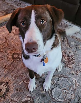 Tulsa, OK - Labrador Retriever/Border Collie. Meet Butterscotch a Pet ...