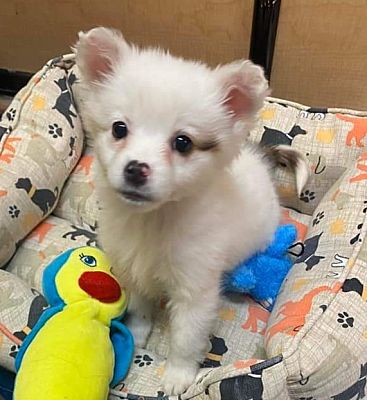 Warren, MI - Pomeranian/Terrier (Unknown Type, Small). Meet Angel a Pet ...