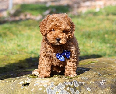 Palmer, MA - Cockapoo. Meet Donny a Pet for Adoption - AdoptaPet.com