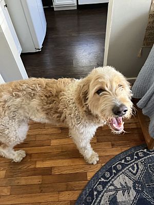 Nevada, MO - Goldendoodle. Meet Simba a Pet for Adoption - AdoptaPet.com