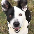 Border Collie Puppies - Rescue and Adoption Near You