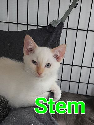 Rome, GA - Domestic Shorthair. Meet Stem a Pet for Adoption - AdoptaPet.com