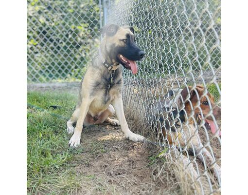 Metamora, MI - Black Mouth Cur/Shepherd (Unknown Type). Meet Duke a Pet ...