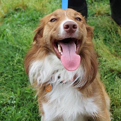 Gloucester, VA - Border Collie. Meet Kody a Pet for Adoption ...