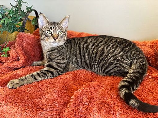 Taylor, MI - Domestic Shorthair. Meet San Diego a Pet for Adoption ...