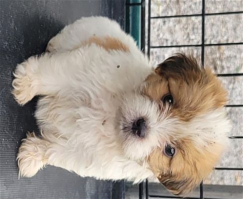 Hartford, CT - Shih Tzu. Meet Rascal a Pet for Adoption - AdoptaPet.com