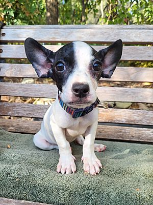 New York, NY - French Bulldog/Chiweenie. Meet Elodie a Pet for Adoption ...