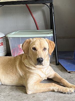 Silver Spring, MD - Labrador Retriever. Meet Money a Pet for Adoption ...