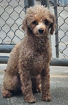 Windsor, CO - Miniature Poodle. Meet Virginia a Pet for Adoption ...