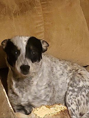 Pickens, SC - Australian Cattle Dog. Meet No names a Pet for Adoption ...