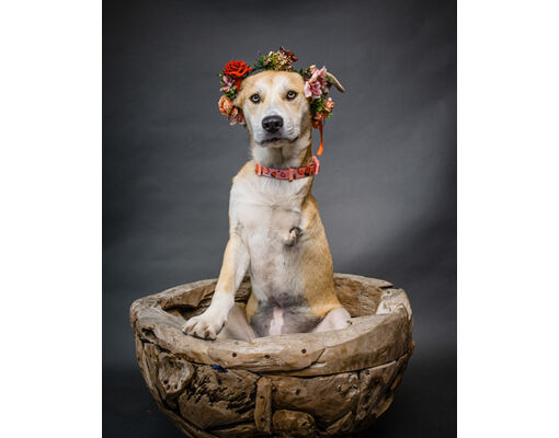 Houston, TX - Labrador Retriever/Mixed Breed (Medium). Meet Strawberry ...