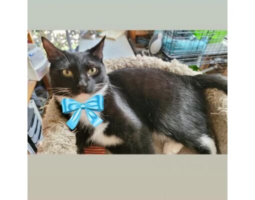 Simi Valley, CA - Domestic Shorthair. Meet Tom Collins a Pet for ...