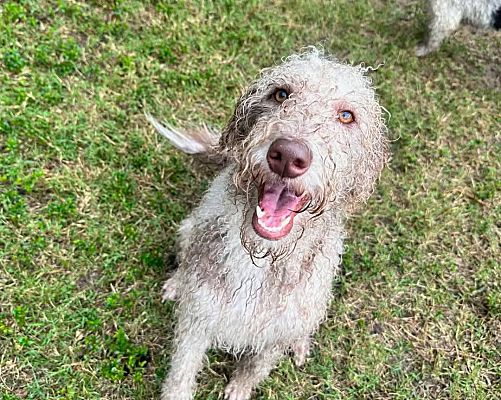 Magnolia, TX - Labradoodle. Meet Tilly a Pet for Adoption - AdoptaPet.com