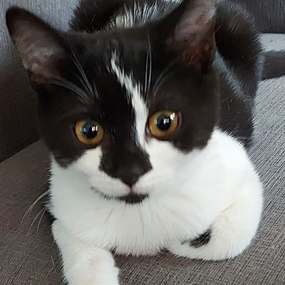 Toronto, ON - Domestic Shorthair. Meet Gidget a Pet for Adoption ...