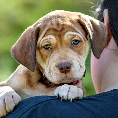 Boulder, CO - Bearded Collie/Labrador Retriever. Meet Penny a Pet for ...