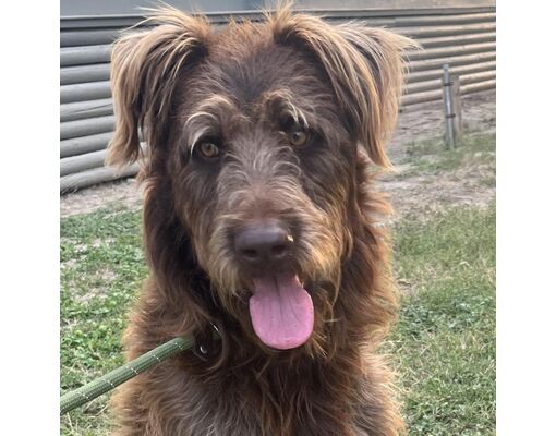 Baltimore, MD - Schnauzer (Giant)/Labrador Retriever. Meet Miro JuM a ...