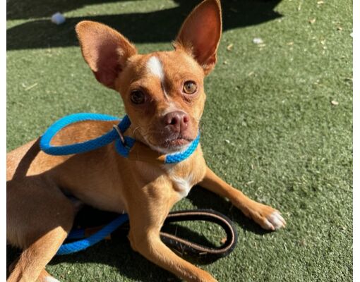 Albuquerque, NM - Chihuahua. Meet TENGEN a Pet for Adoption - AdoptaPet.com