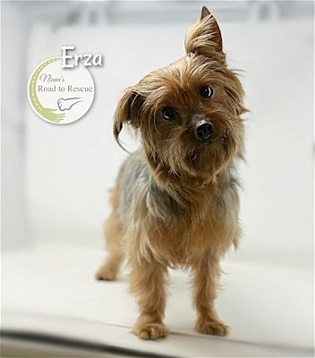 Benton, LA - Yorkie, Yorkshire Terrier. Meet Erza a Pet for Adoption ...