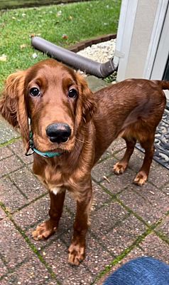 Salem, VA - Irish Setter. Meet Oliver (Ollie) a Pet for Adoption ...