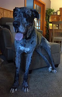 Hedgesville, WV - Great Dane. Meet Burley a Pet for Adoption ...