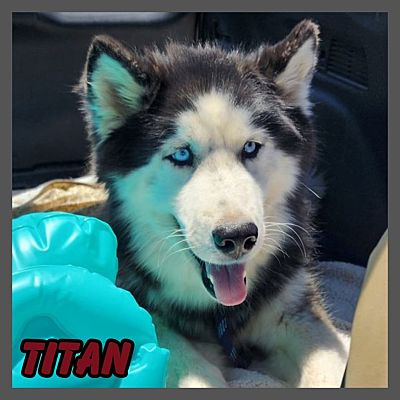 Mesa, AZ - Husky. Meet Titan a Pet for Adoption - AdoptaPet.com
