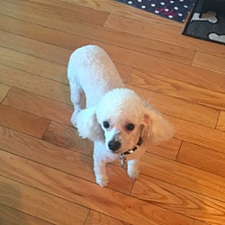 New York, NY - Miniature Poodle/Maltese. Meet Chase a Pet for Adoption ...