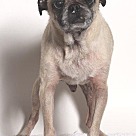 Pug Puppies - Pug Rescue and Adoption Near You