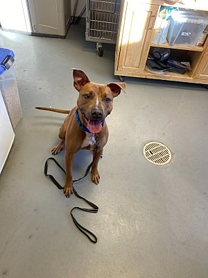 Barron, WI - American Pit Bull Terrier. Meet Lewis a Pet for Adoption ...