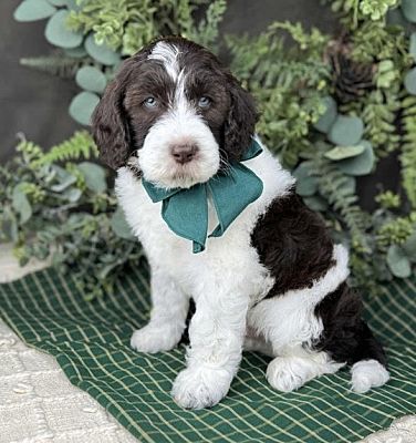 Jacksonville, FL - Goldendoodle. Meet Grayson a Pet for Adoption ...