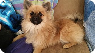 Battle Creek, MI - Pomeranian. Meet Bear a Pet for Adoption.