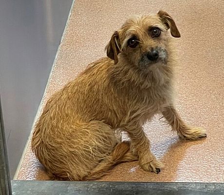 San Diego, CA - Jack Russell Terrier. Meet Leo a Pet for Adoption ...